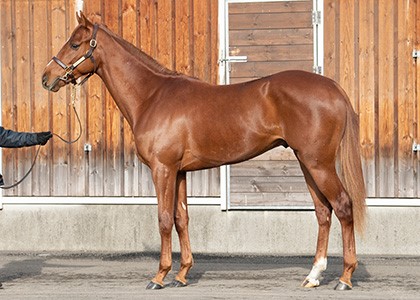 POG注目馬カラーパドック｜競馬情報ならJRA-VAN