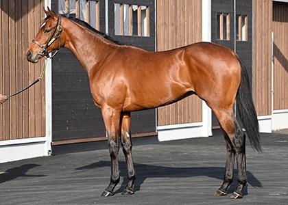 白老ファーム｜POG注目馬カラーパドック｜競馬情報ならJRA-VAN