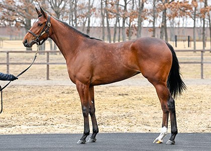 POG注目馬カラーパドック｜競馬情報ならJRA-VAN