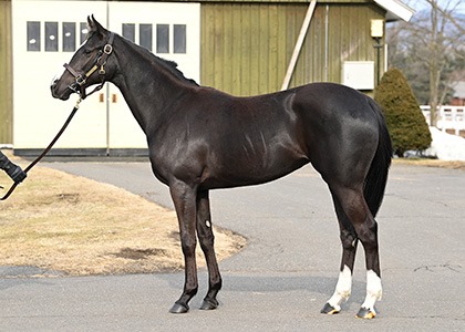 社台ファーム｜POG注目馬カラーパドック｜競馬情報ならJRA-VAN