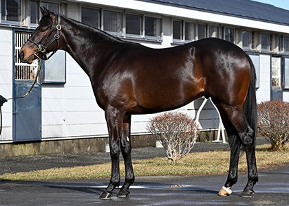 酒井牧場｜POG注目馬カラーパドック｜競馬情報ならJRA-VAN