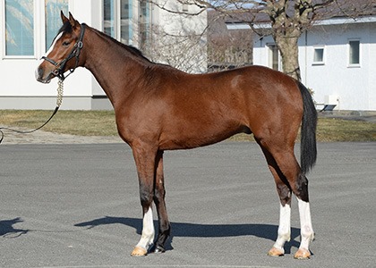 坂東牧場｜POG注目馬カラーパドック｜競馬情報ならJRA-VAN