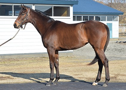 ガーベラパークスタッド｜POG注目馬カラーパドック｜競馬情報ならJRA-VAN