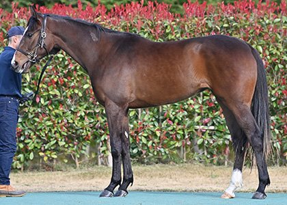 POG注目馬カラーパドック｜競馬情報ならJRA-VAN