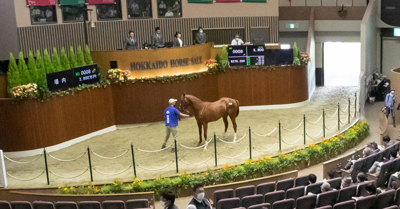 セレクションセールの見どころ｜セレクションセール2023特集｜競馬情報ならJRA-VAN