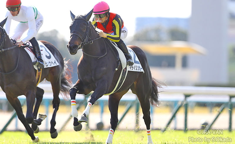 勝ち上がり若駒コラム | POG ペーパーオーナーゲーム│JRA-VAN