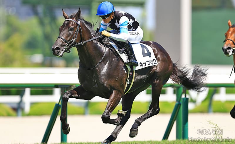 勝ち上がり若駒コラム | POG ペーパーオーナーゲーム│JRA-VAN